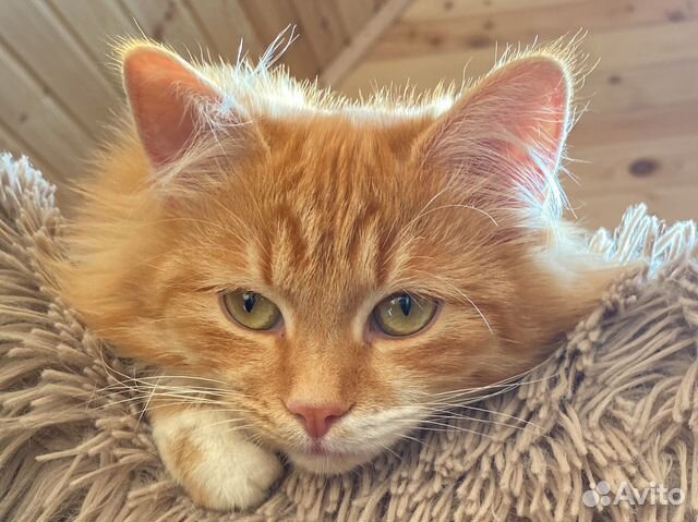 Котенок Апельсинка