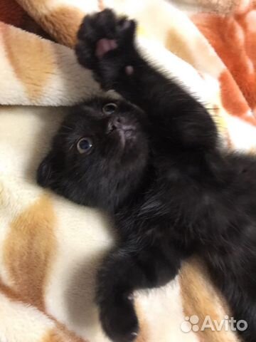Котёнок скотиш фолд