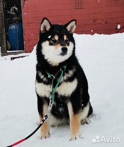 Сиба ину. Классная девочка - подросток