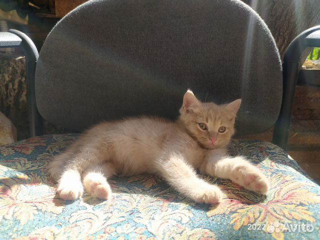 Рыжий котенок