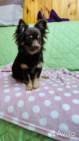 Чихуахуа щенки большой выбор