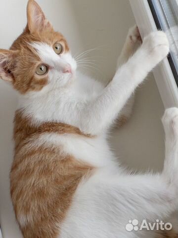 Котенок