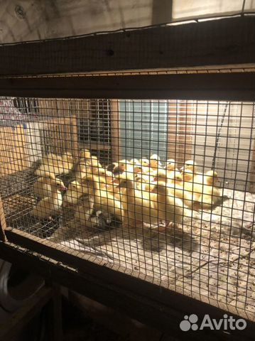 Мускусные утята индоутки