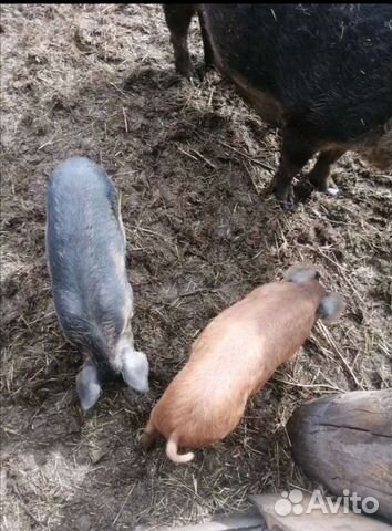 Венгерская мангалица