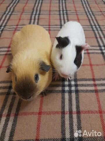 Морские свинки,с клеткой