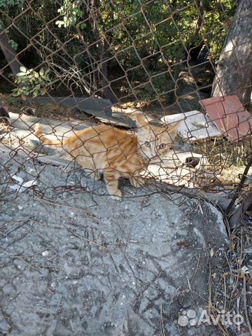 Котята рыженькие