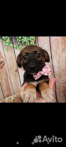 Малютки щеночки крохи 2мес от роду