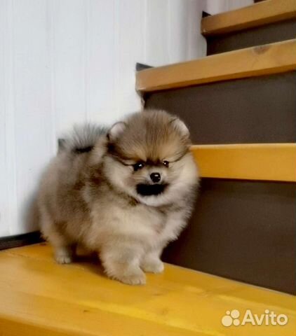 Девочка оранж