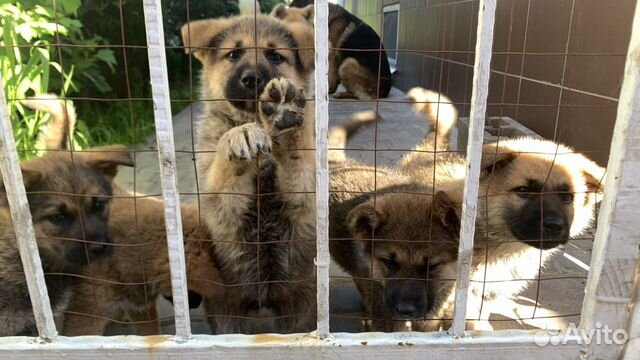 Щенки американской акиты