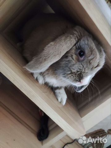 Декоративные кролики в добрые руки