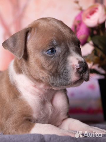 Голубопалевый амстафф мальчик