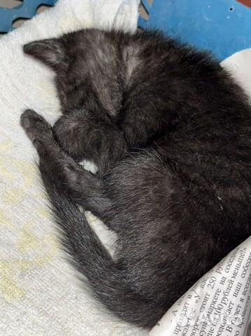 Котенок