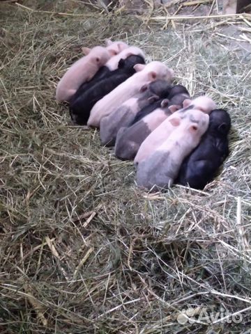 Вьетнамские свиньи