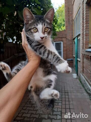 Помесный мальчик