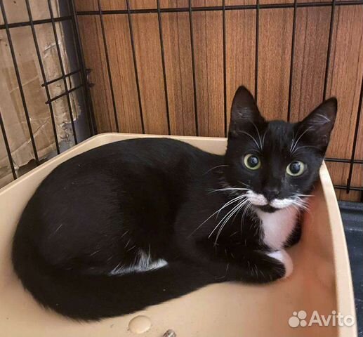 Кошка Агата возможно Кристи