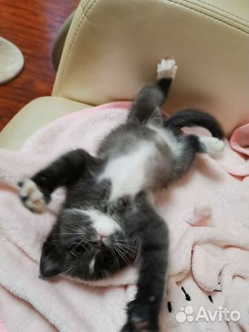 Котенок в добрые руки