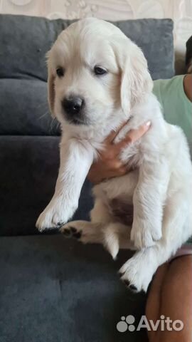 Золотистый ретривер щенки