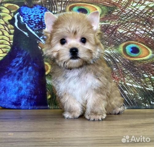 Голдаст йорк мальчик кукольный