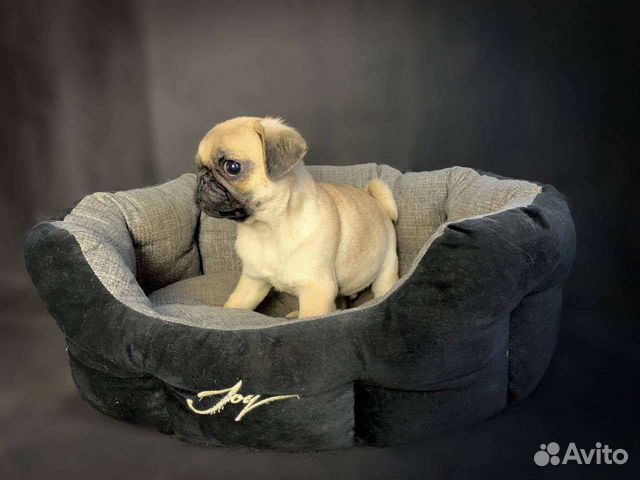 Мопс мальчик с документами