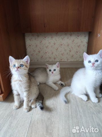 Породные котята шиншиллового окраса