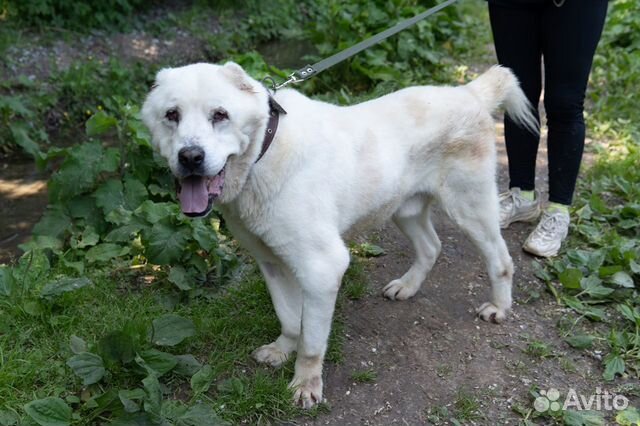 Собака в добрые руки