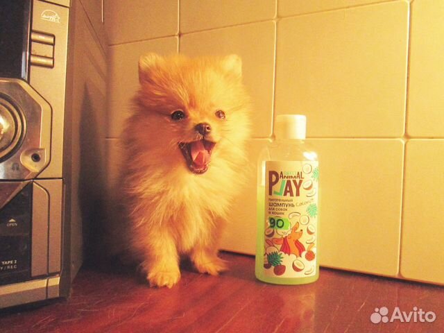 Шпиц девочка миничка (до 1800 кг)