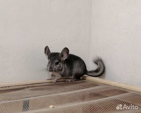 Продаётся шиншилла. Мальчик