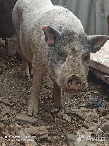 Вьетнамские поросята семья