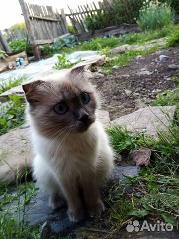 Кошка