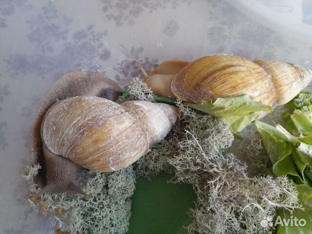 Улитки ахатины