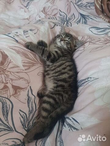 Ишет дом,котенок