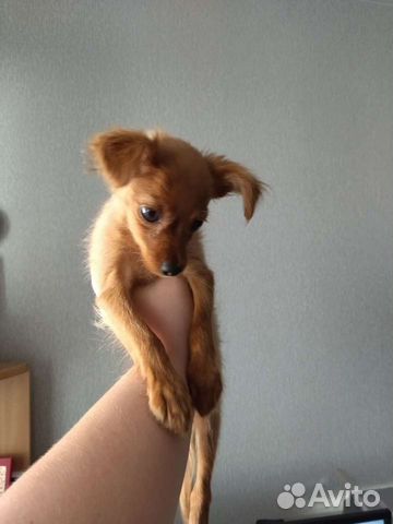 Мини той-терьер