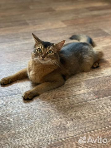 Сомалийская