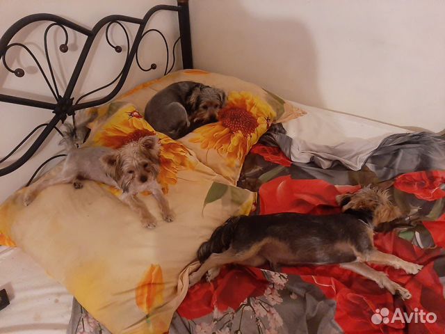 Йоркширский терьер щенки