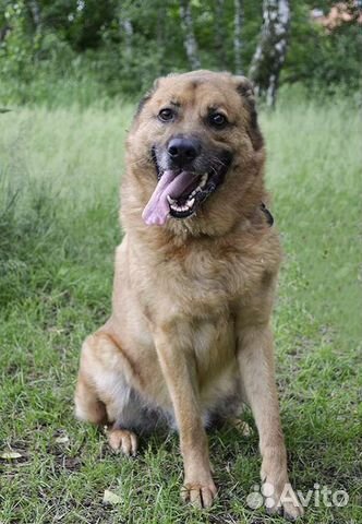 Рыжий красавец Макс ищет семью