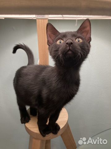 Ласковая пантерка 3 мес