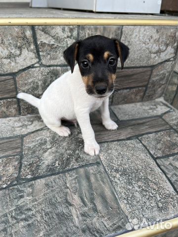 Щенки фокстерьера