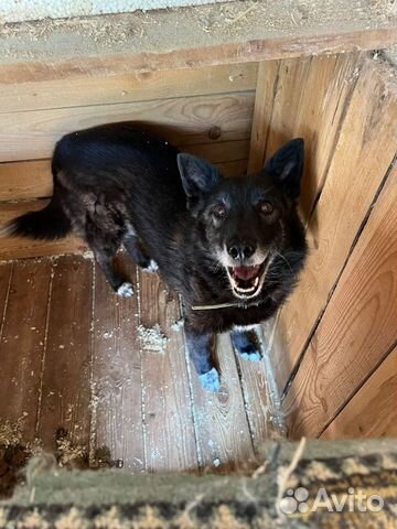 Долго не проживет в приюте