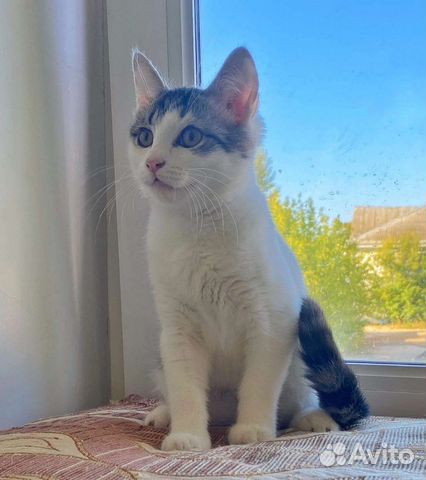 Котенок ищет дом