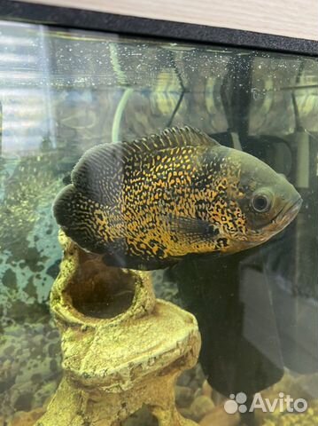 Глазчатый астронотус рыбы 2 шт