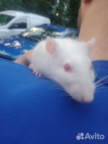 Отдам кота в добрые руки