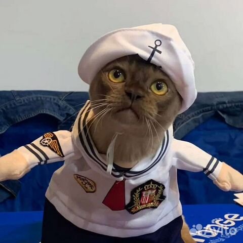 Котята европейской бурмы