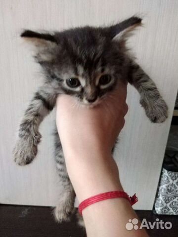 Котенок 1мес (девочка)
