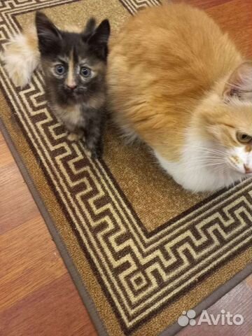 Кошка в дар бесплатно