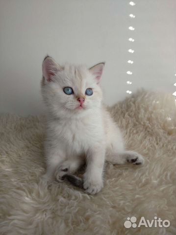 Шотландская леди