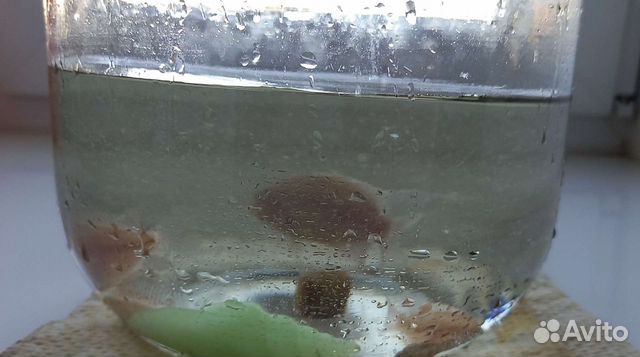 Цихлиды белые