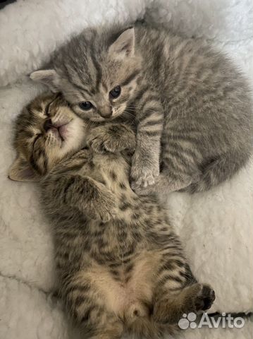 Британские котята бронь