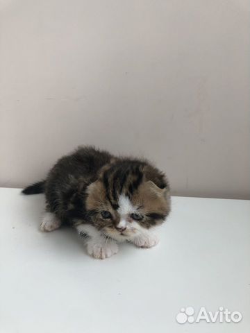 Шотландский вислоухий котёнок, девочка