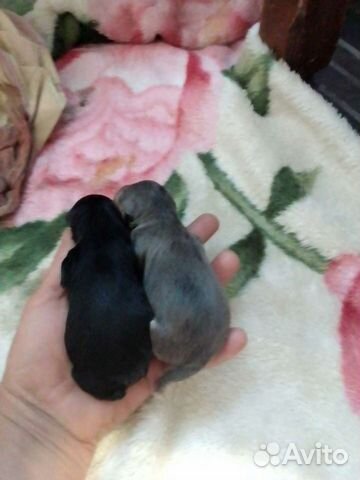 Мини той-терьер