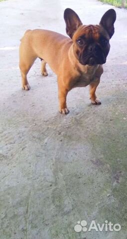 Французский бульдог